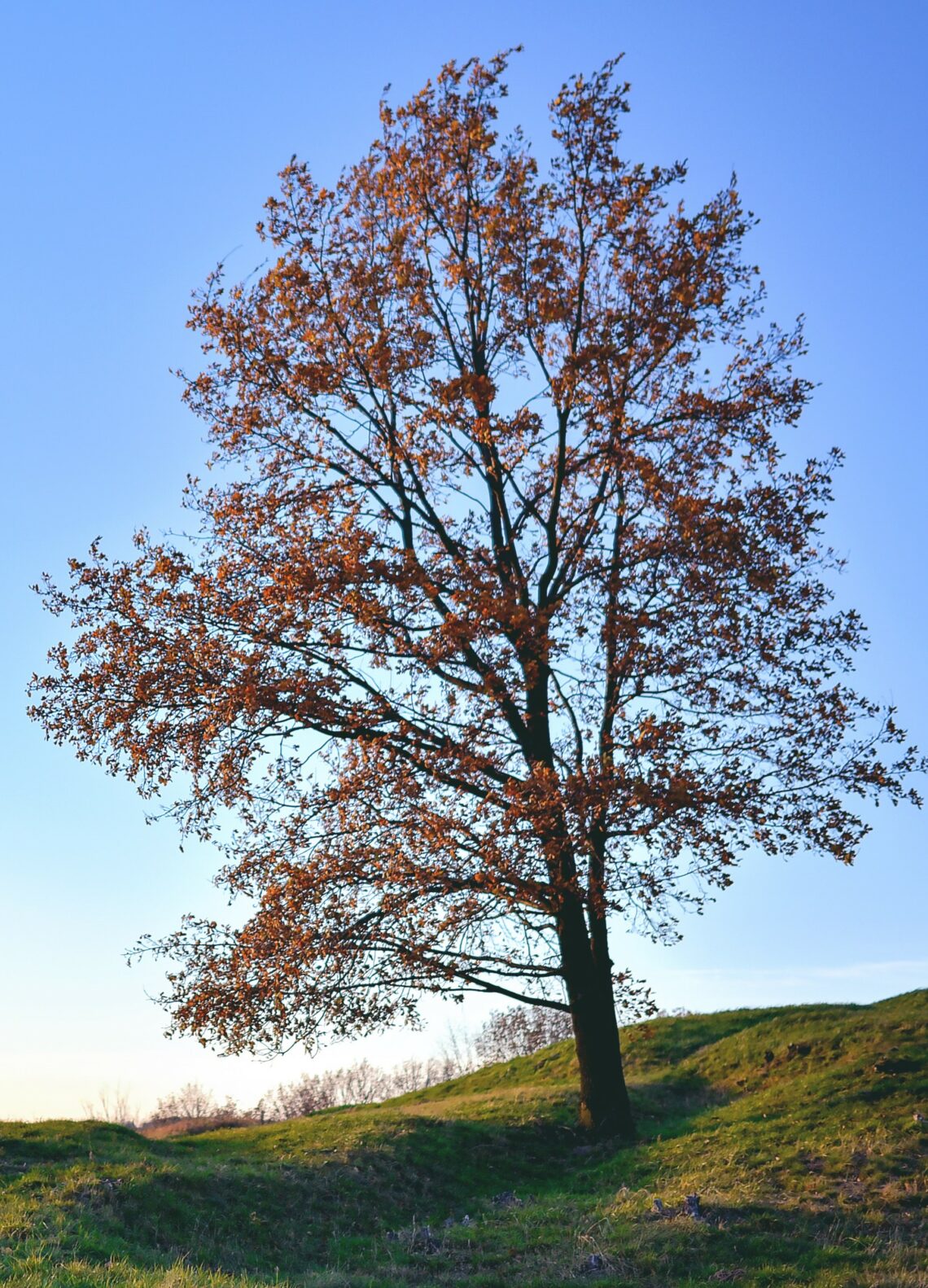 Plant a Forest - Fully offset your Carbon Emissions - Carbon Offset Trees